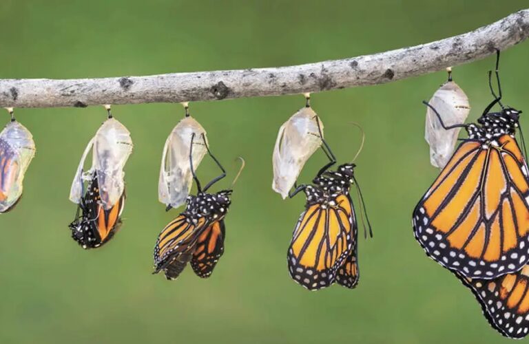 Online Writing Classes, Learning, and Community | Writers.com