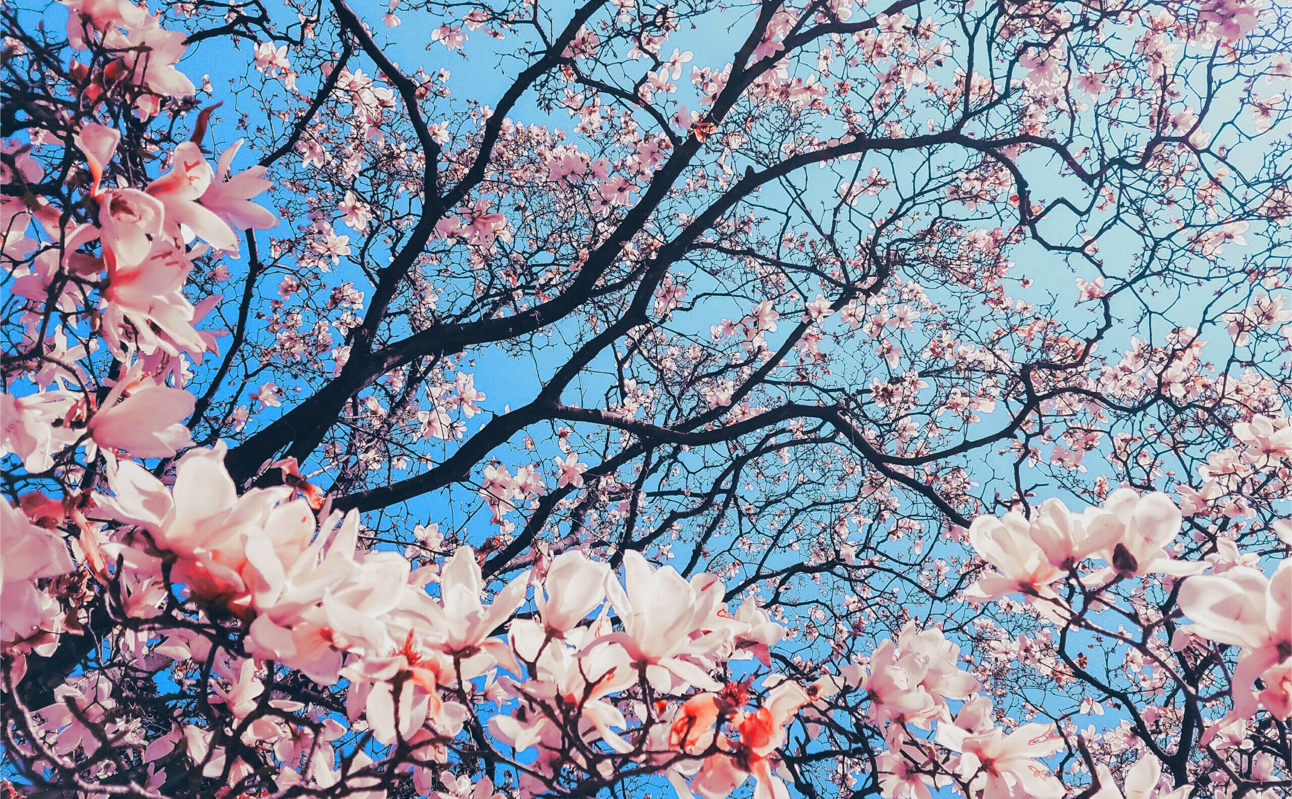 Nature's Muse: Finding Inspiration through the Changing Seasons ...